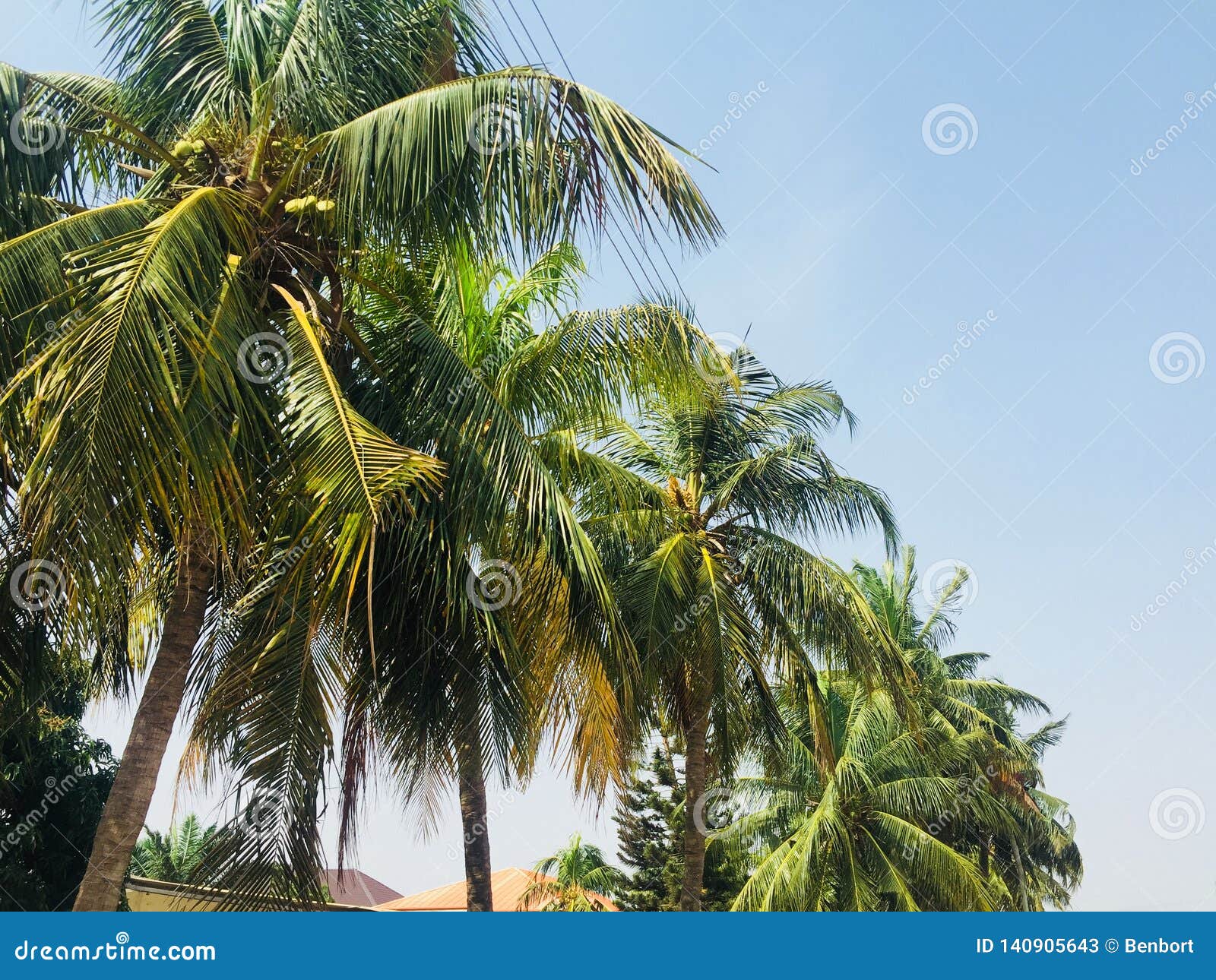 Coconut tree sky blue stock image. Image of green, tree - 140905643