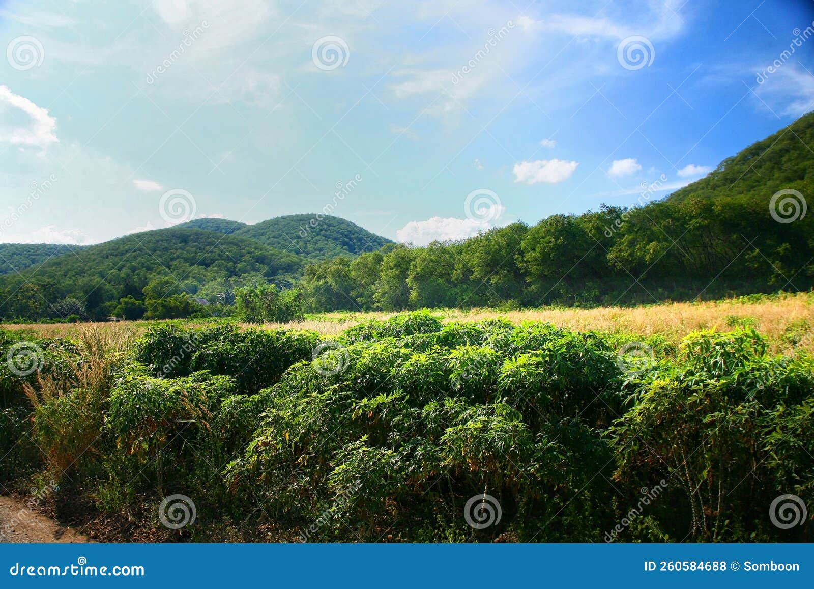 View Greenery Landscape with Mountain Stock Photo - Image of landscape ...