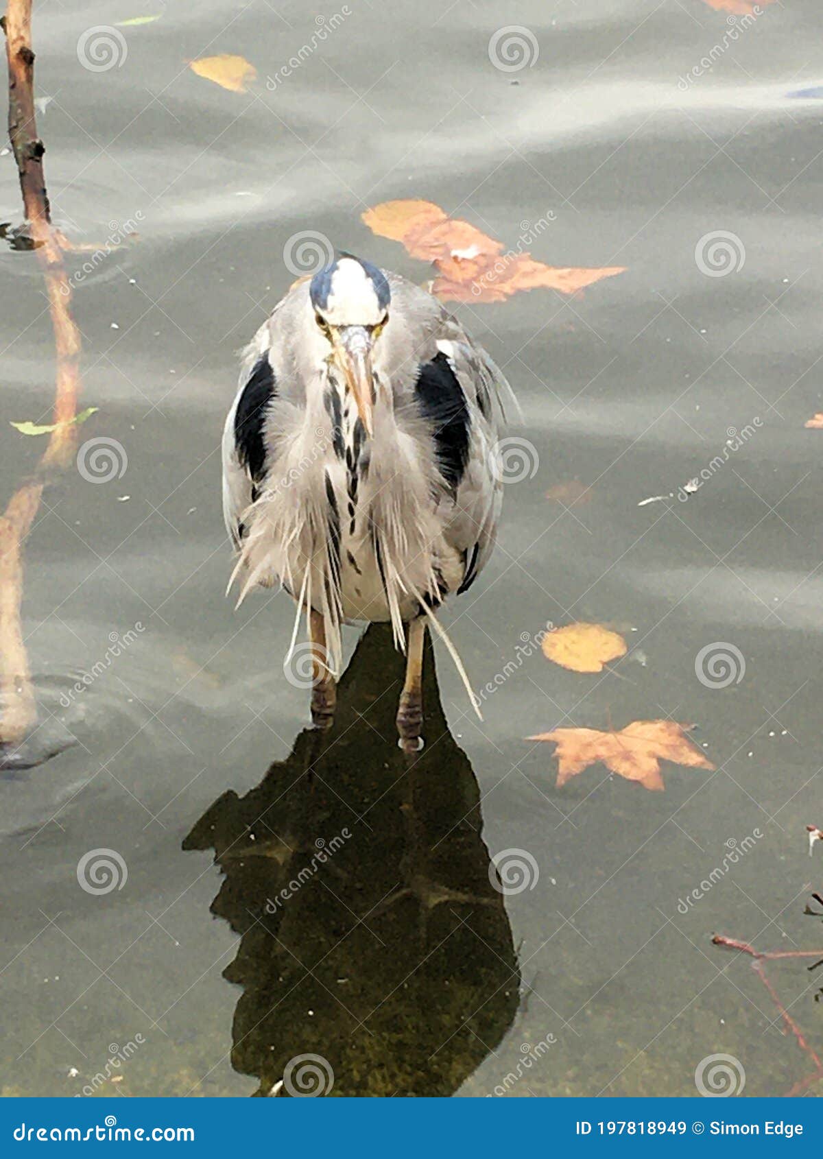 A view of a Grey Heron stock image. Image of herons - 197818949