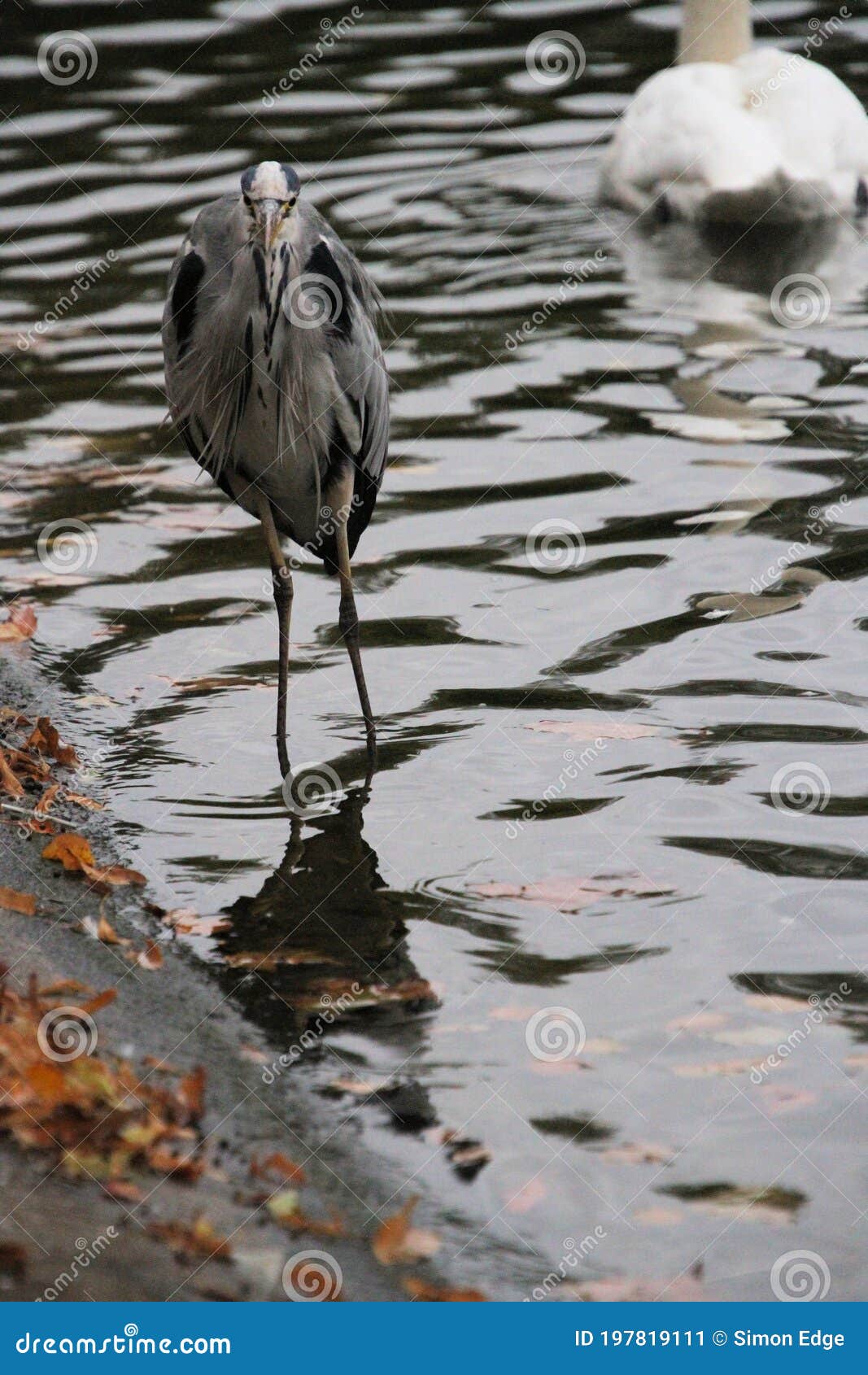 A view of a Grey Heron stock image. Image of close, herons - 197819111