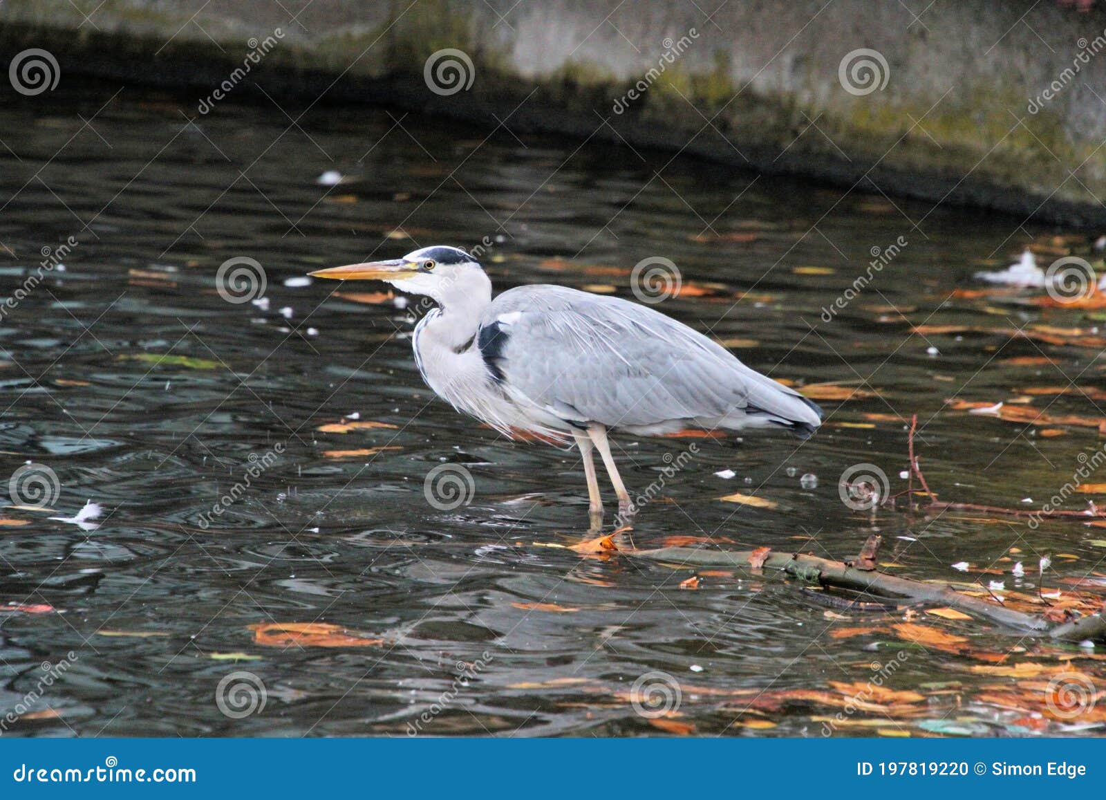 A view of a Grey Heron stock photo. Image of grey, herons - 197819220