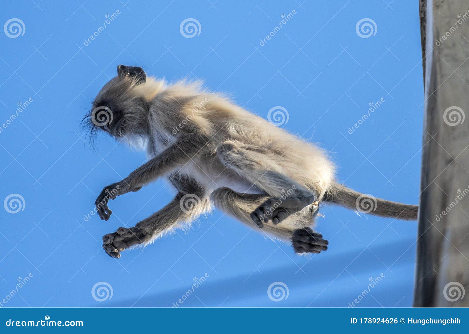 Monkey Jumping Royalty-Free Stock Photography | CartoonDealer.com #75017