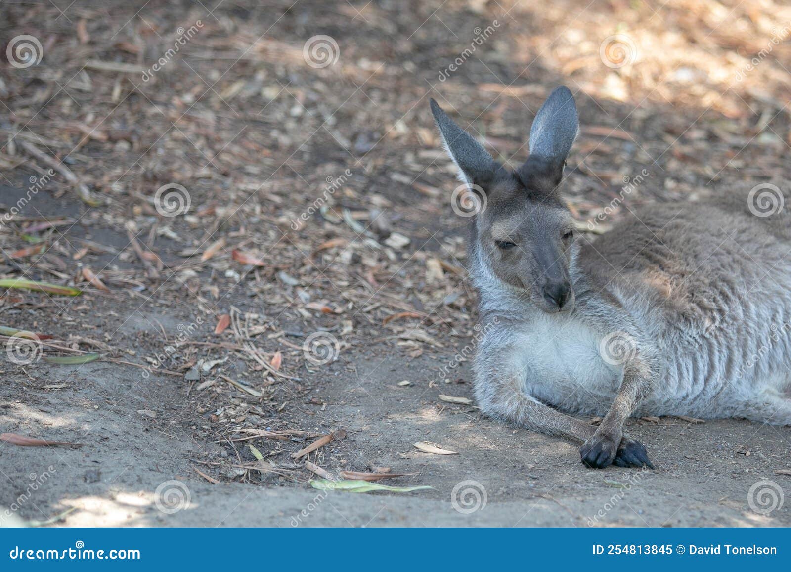 Grey kangaroo on ground stock image. Image of temperature - 254813845