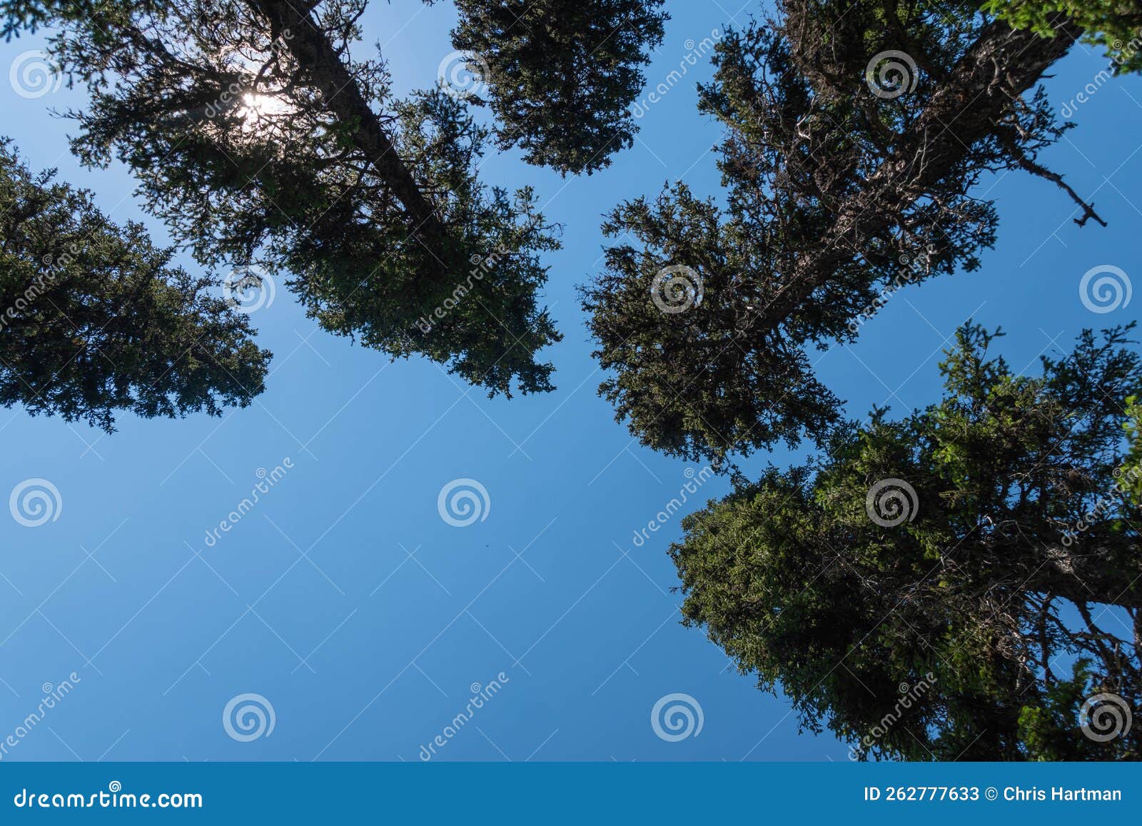 Trees in the Sky from the Ground Stock Image - Image of backcountry ...