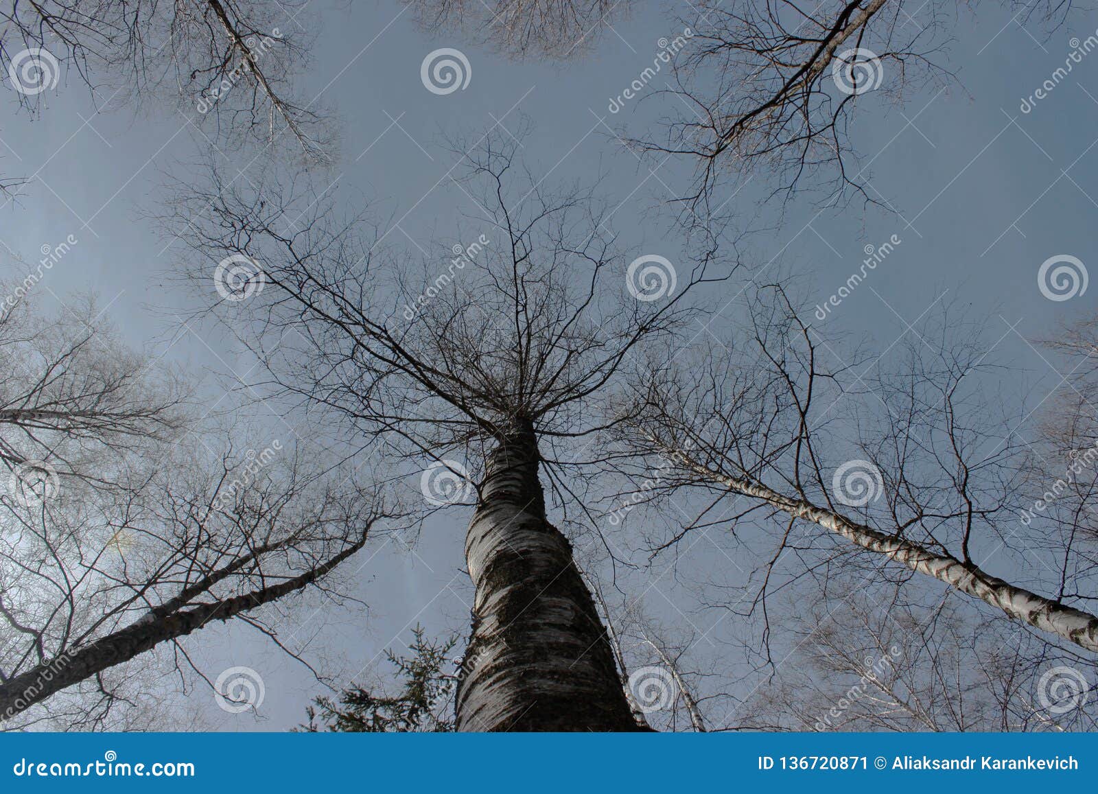 View from the Ground To the Sky through Tree Branches. Blue Sky and ...