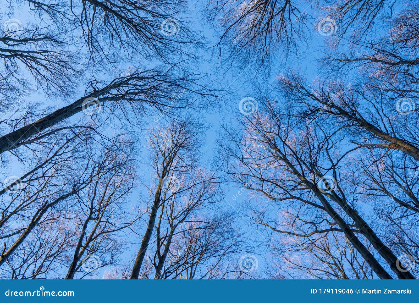 View from the Ground To the Tree Tops and the Sky Stock Photo - Image ...