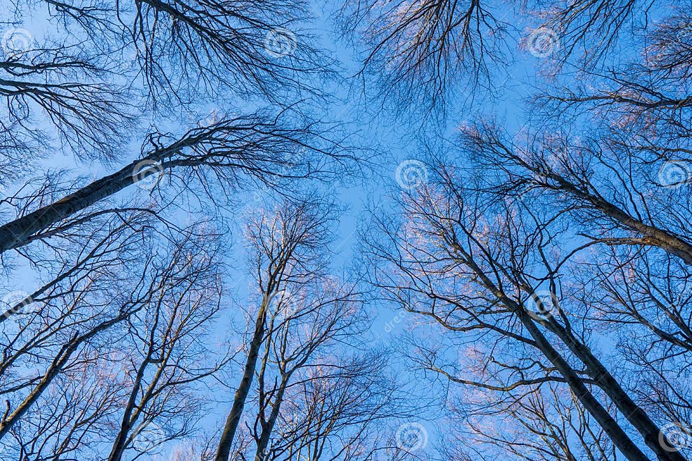 View from the Ground To the Tree Tops and the Sky Stock Photo - Image ...