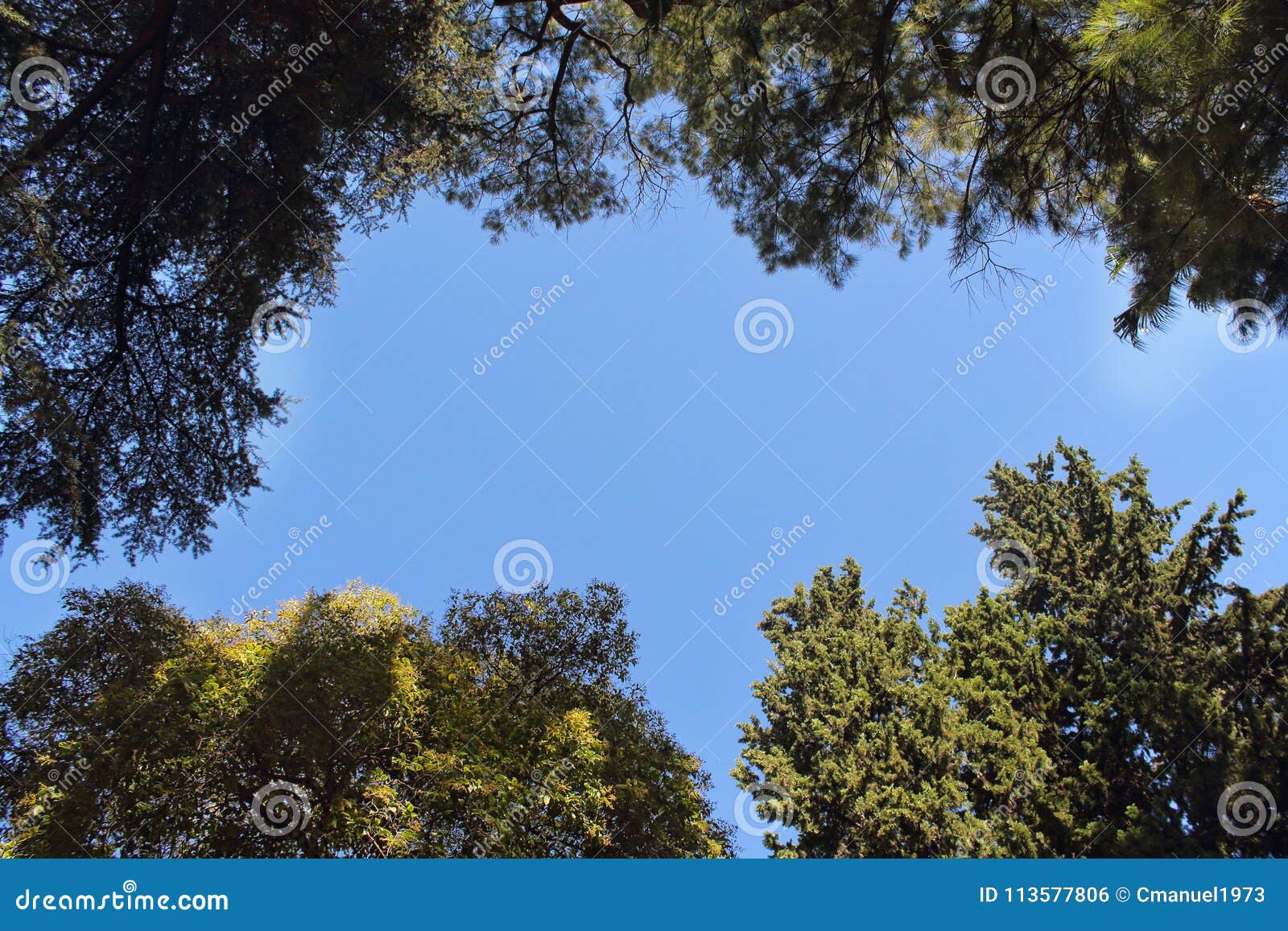 View from trees stock photo. Image of wood, natural - 113577806