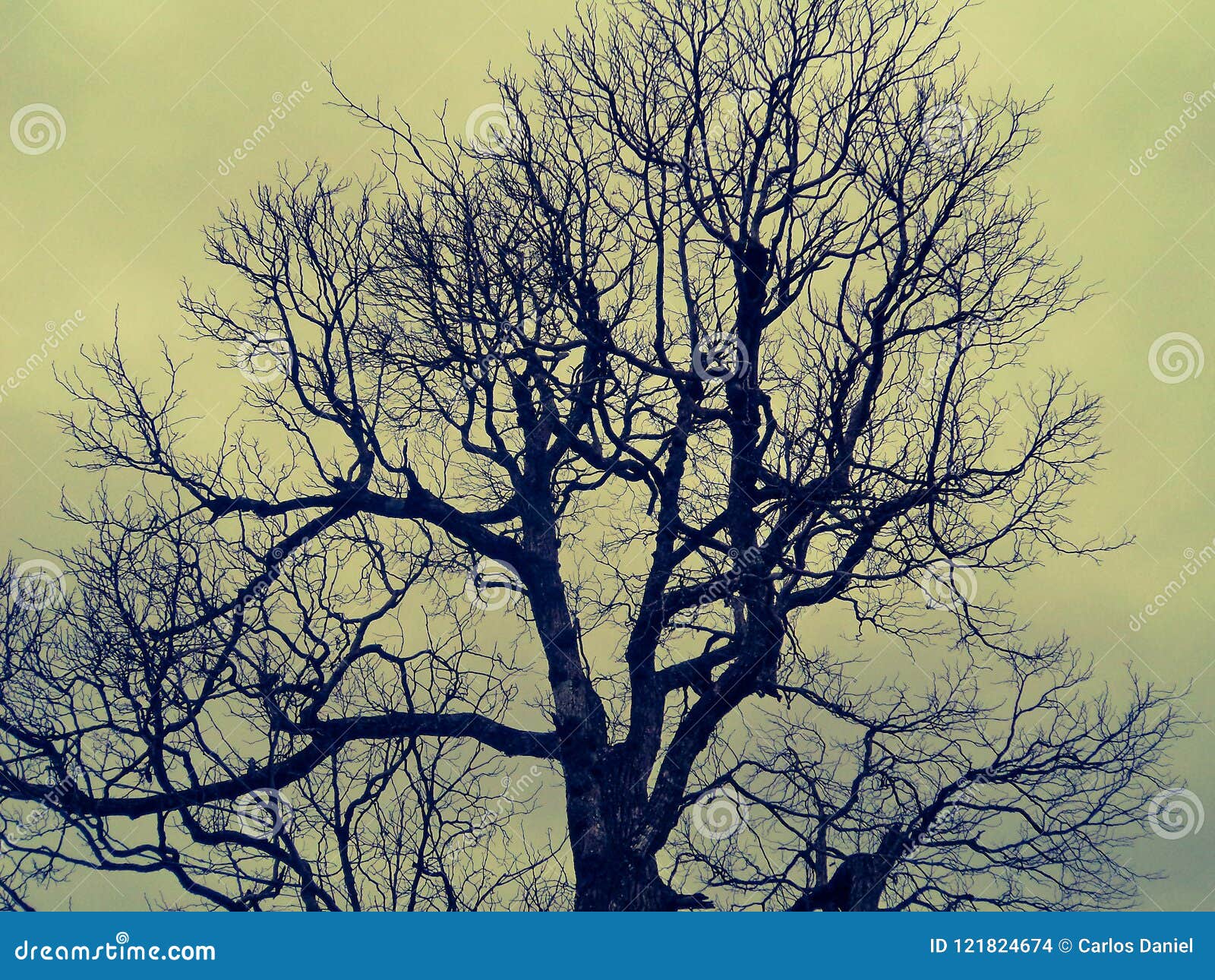 View from the Ground of a Tree with Gray Background Stock Photo - Image ...