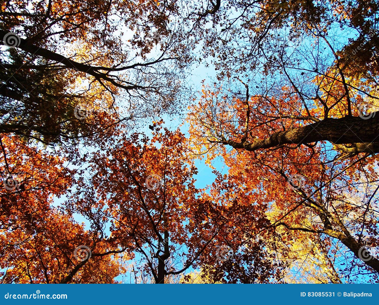 View from the Ground in Tree Tops in Autumn Stock Image - Image of ...