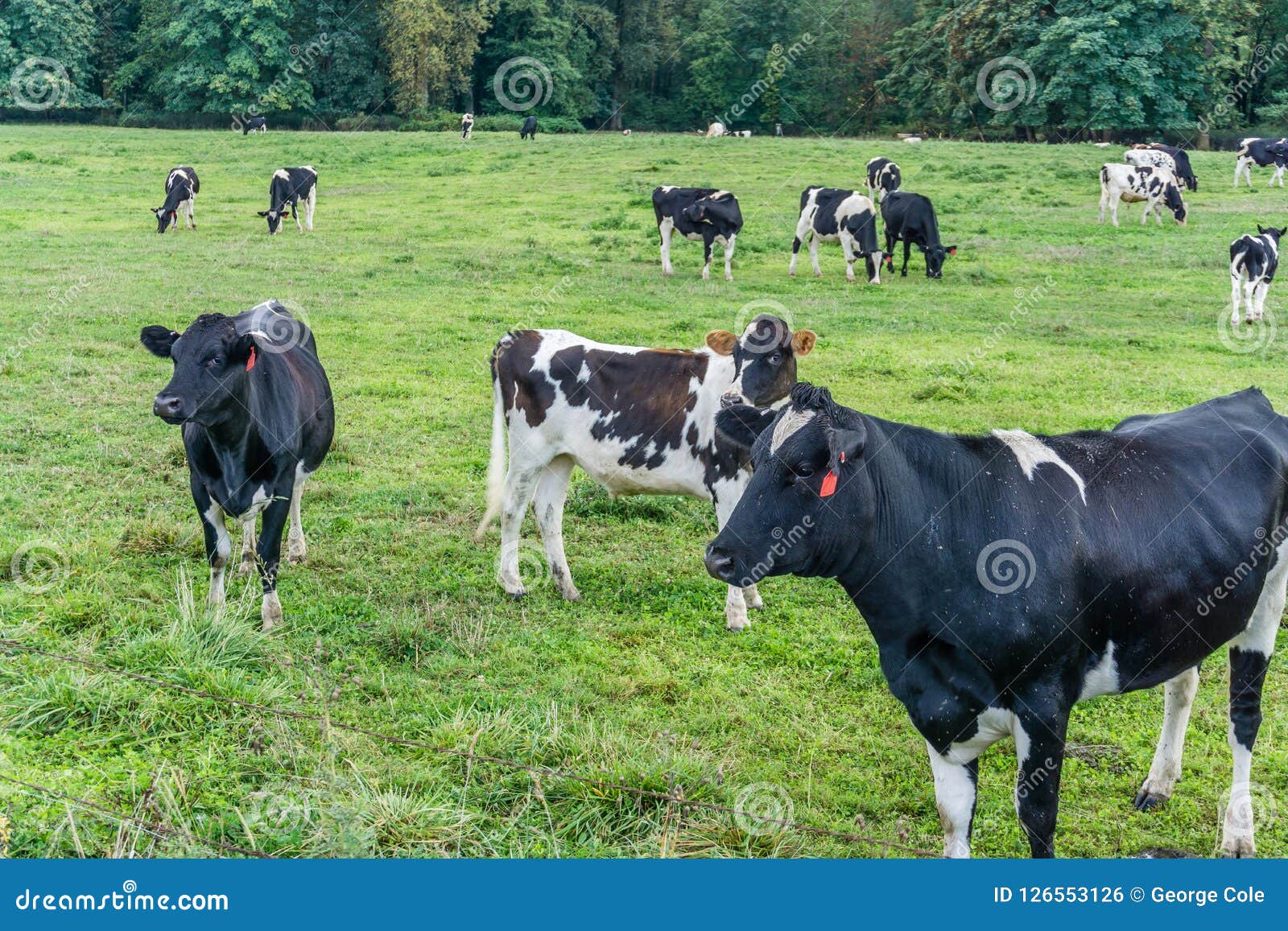 Cows in Field stock photo. Image of grazing, animals - 126553126