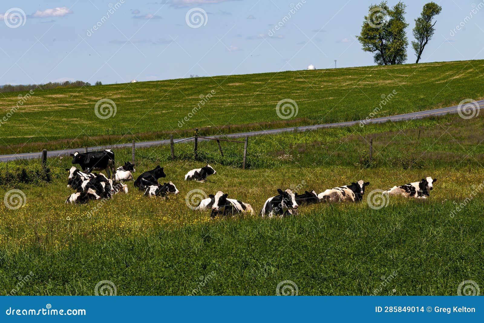 View of a Group of Cows Laying Down in a Field on a Spring Day Stock ...