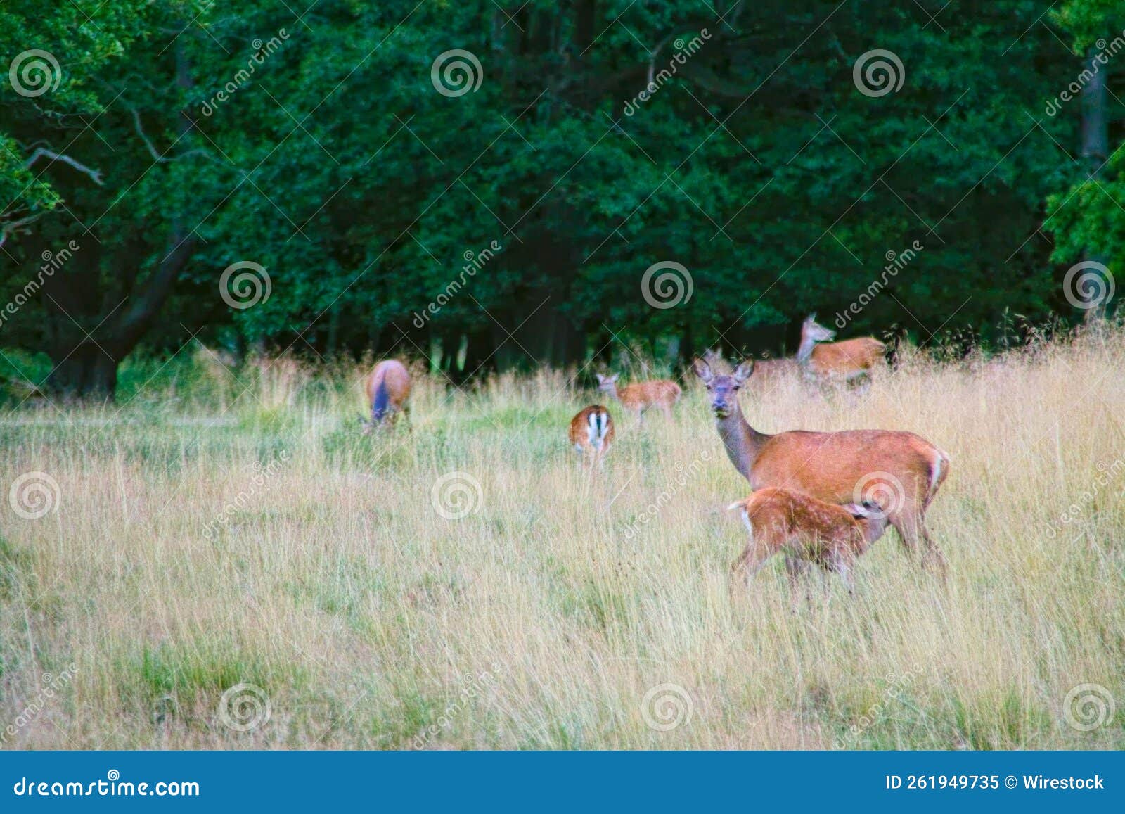 View of Group of Deer Standing on Grassland Stock Image - Image of ...