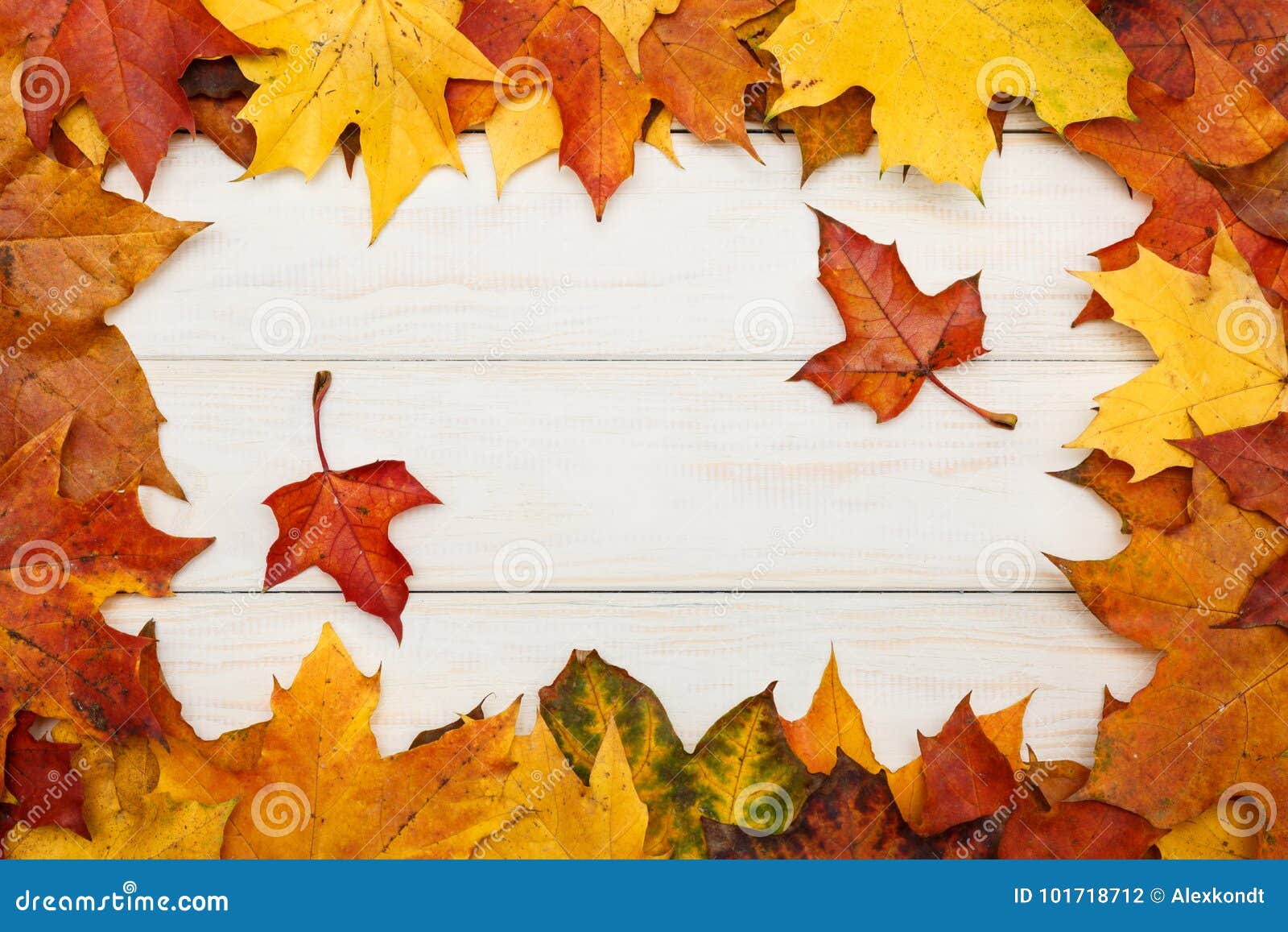 Group of Fallen Autumn Maple Leaves on White Wooden Background Stock ...