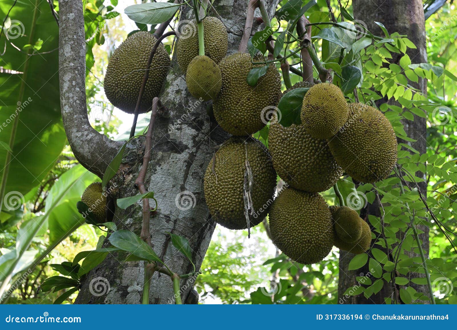 A View of a Group of Jackfruits Hanging from the Stem of a Jack Tree ...
