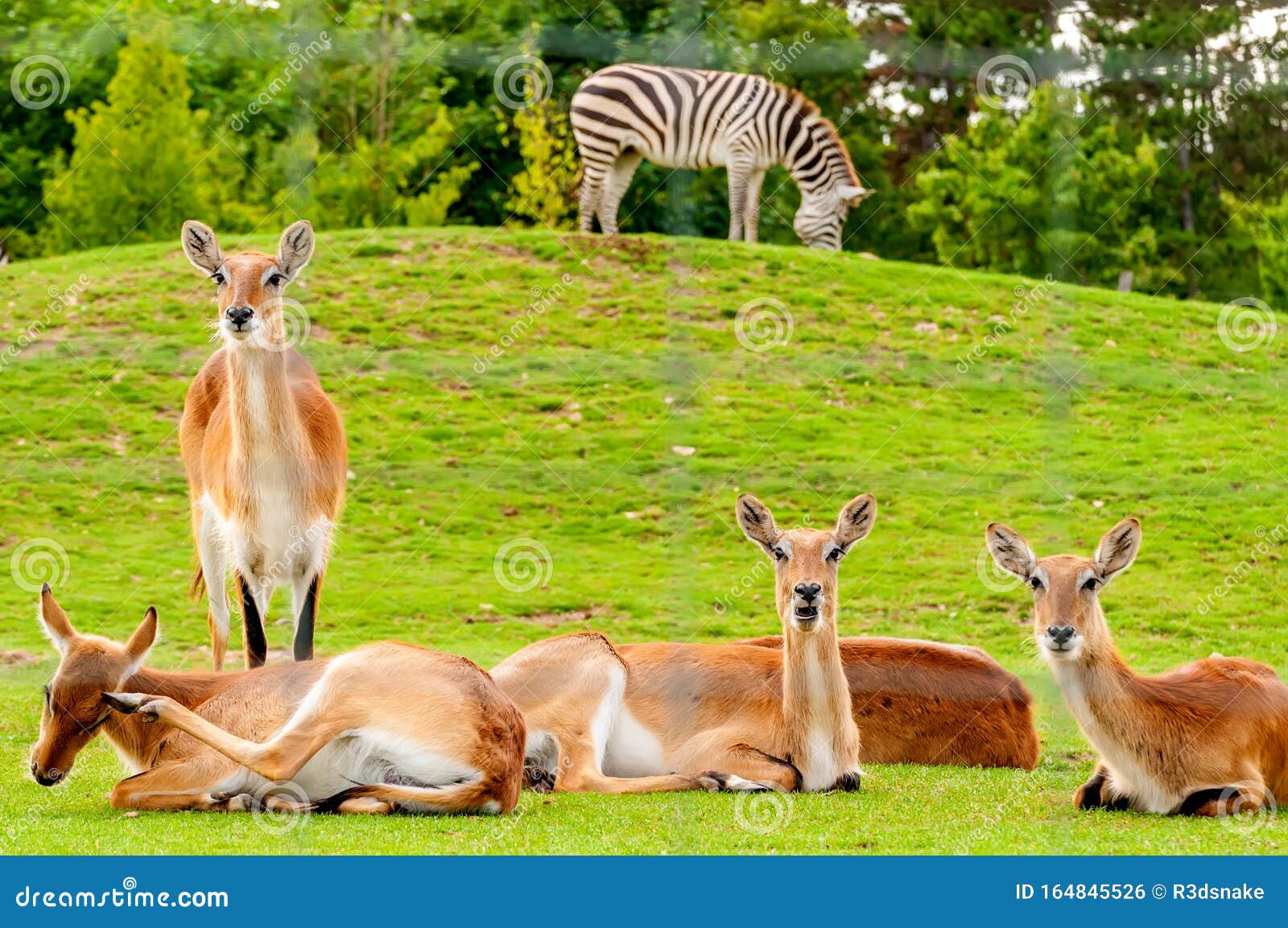 View on a Group of Southern Lechwe in a Zoo Stock Photo - Image of ...