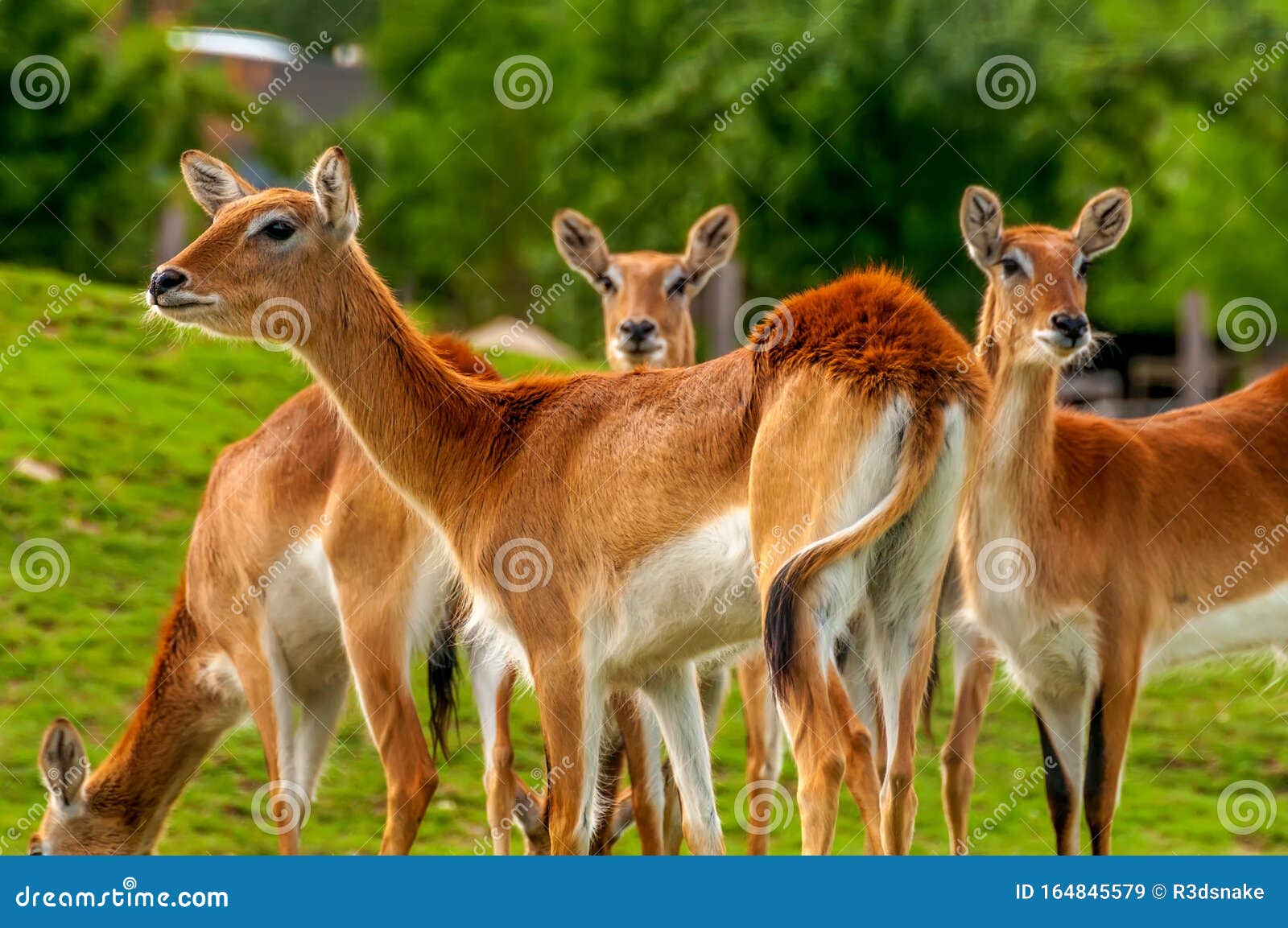 View on a Group of Southern Lechwe in a Zoo Stock Image - Image of ...