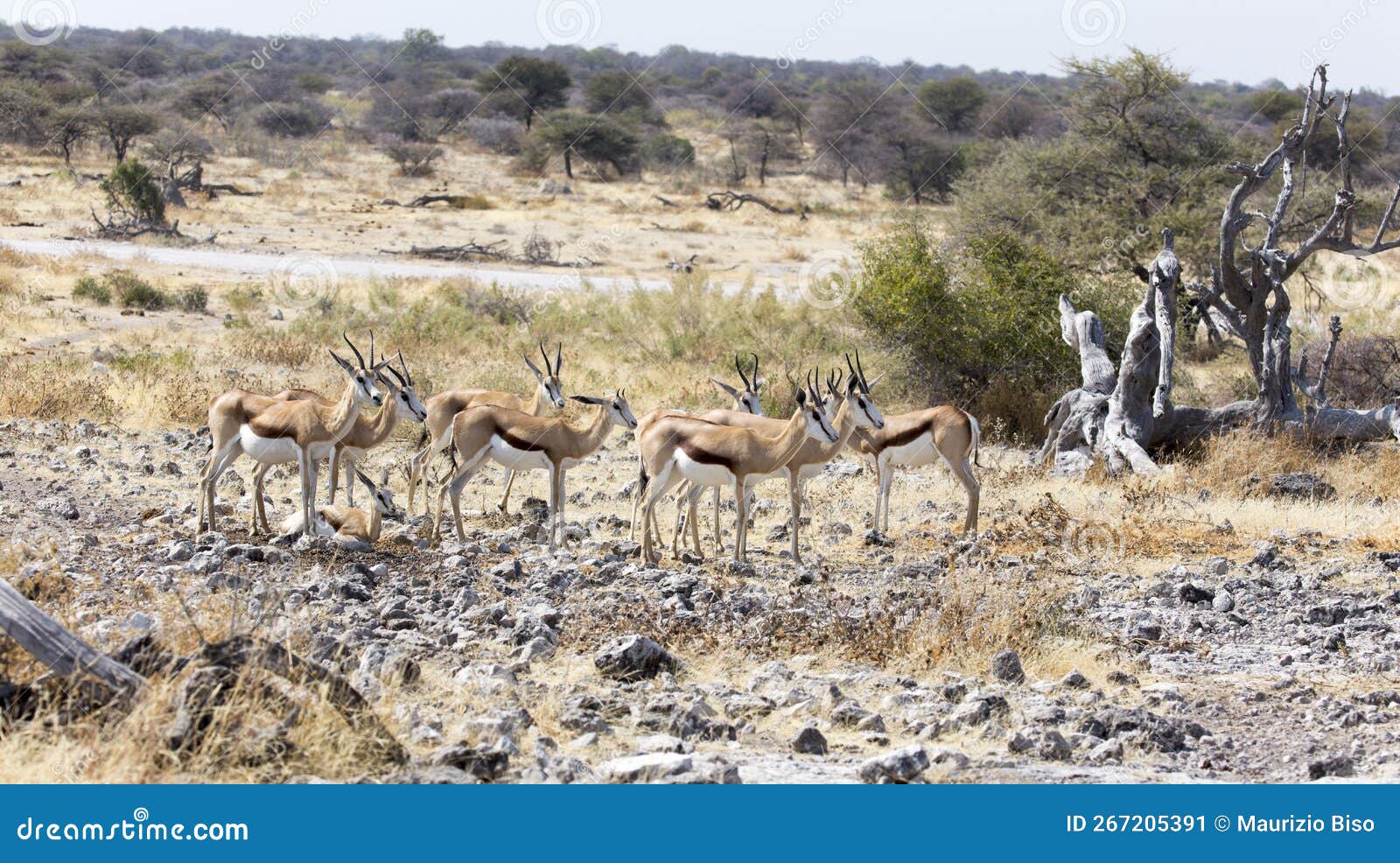 A View of Group of Springbok Stock Image - Image of springbok, antelope ...