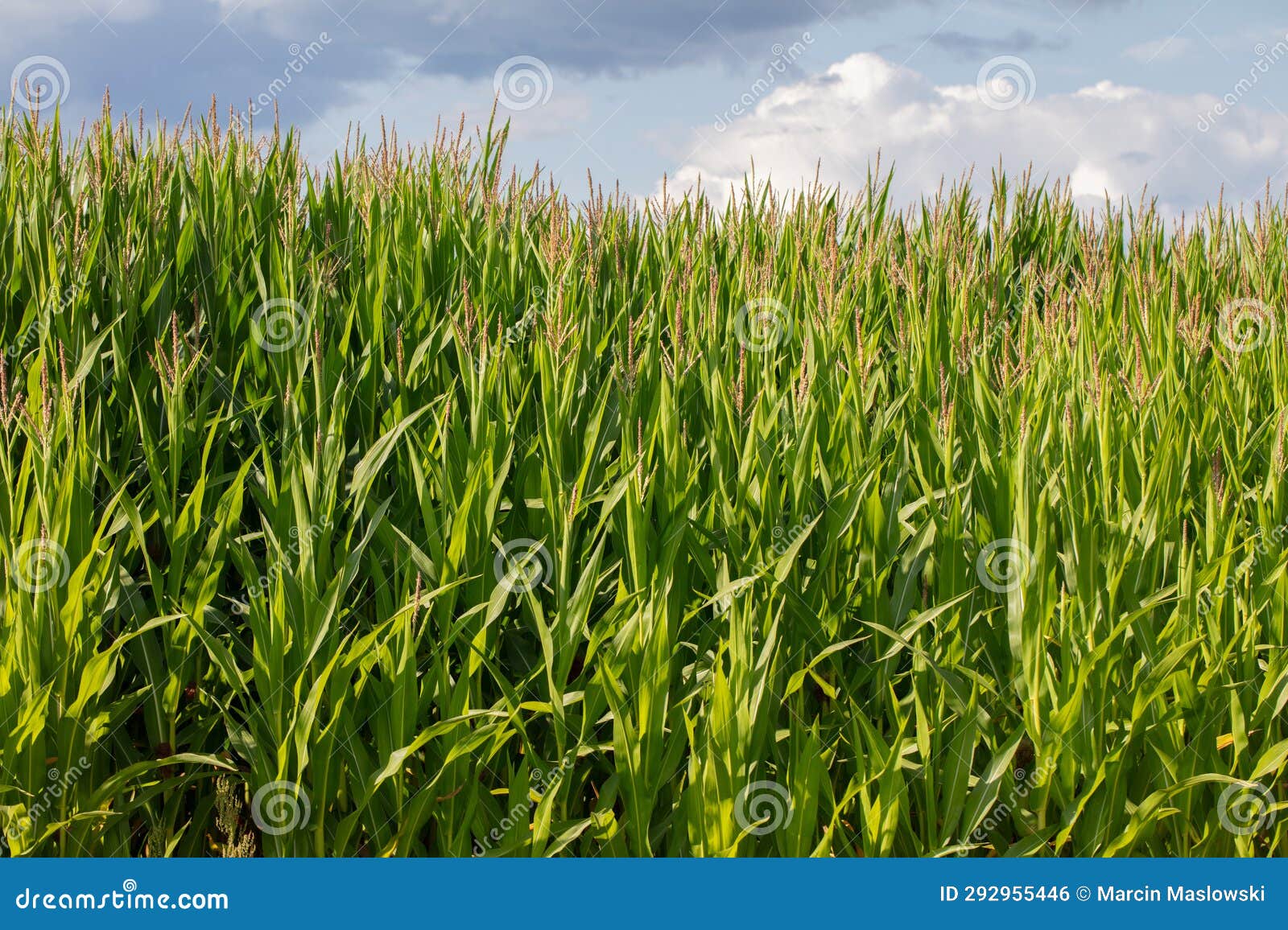View of Growing Corn, Green Stalks Stock Photo - Image of meadow ...