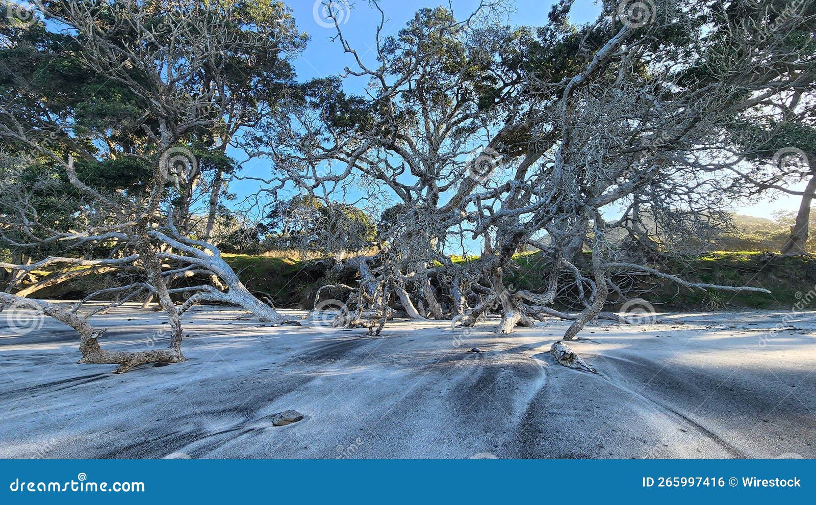 View of Growing Deformed Trees Stock Photo - Image of dense, leaves ...