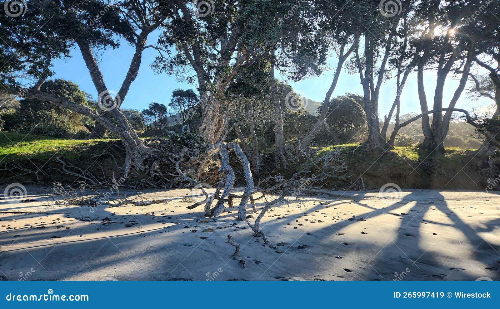 View of Growing Deformed Trees Stock Image - Image of plant, landscape ...