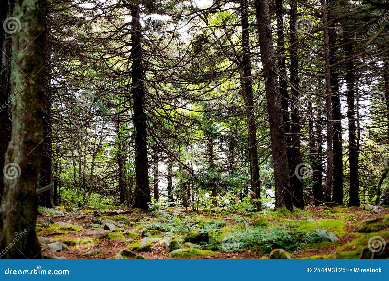 View of Growing Lush Trees Covered by Moss in Forest Stock Image ...