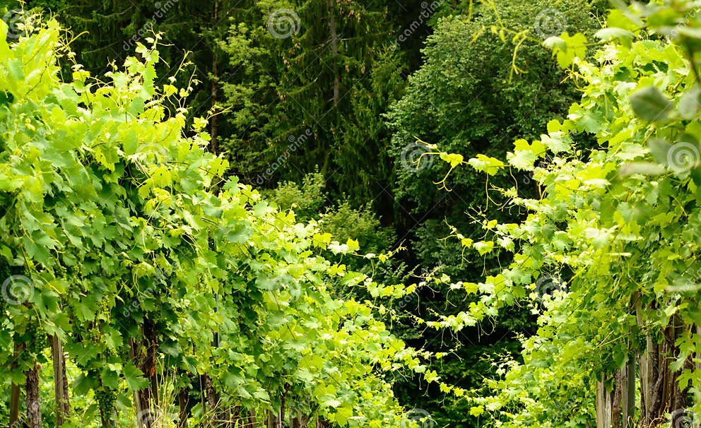 View with a Growing Young Vine of Grapes Stock Image - Image of ...