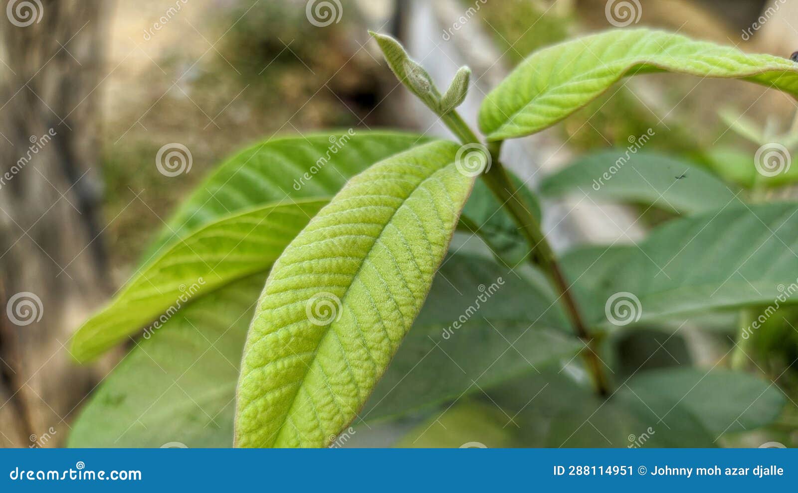 View of Guava Green Leaves. Natural Background Stock Image - Image of ...