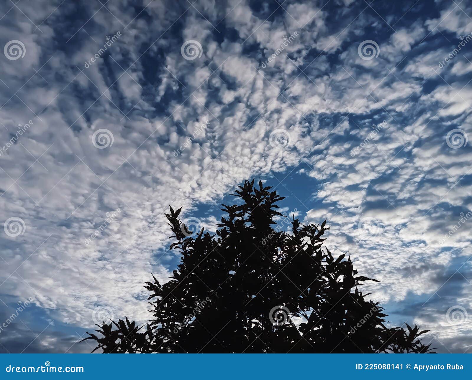 The View of the Guava Tree in the Morningï¿¼ Stock Image - Image of ...