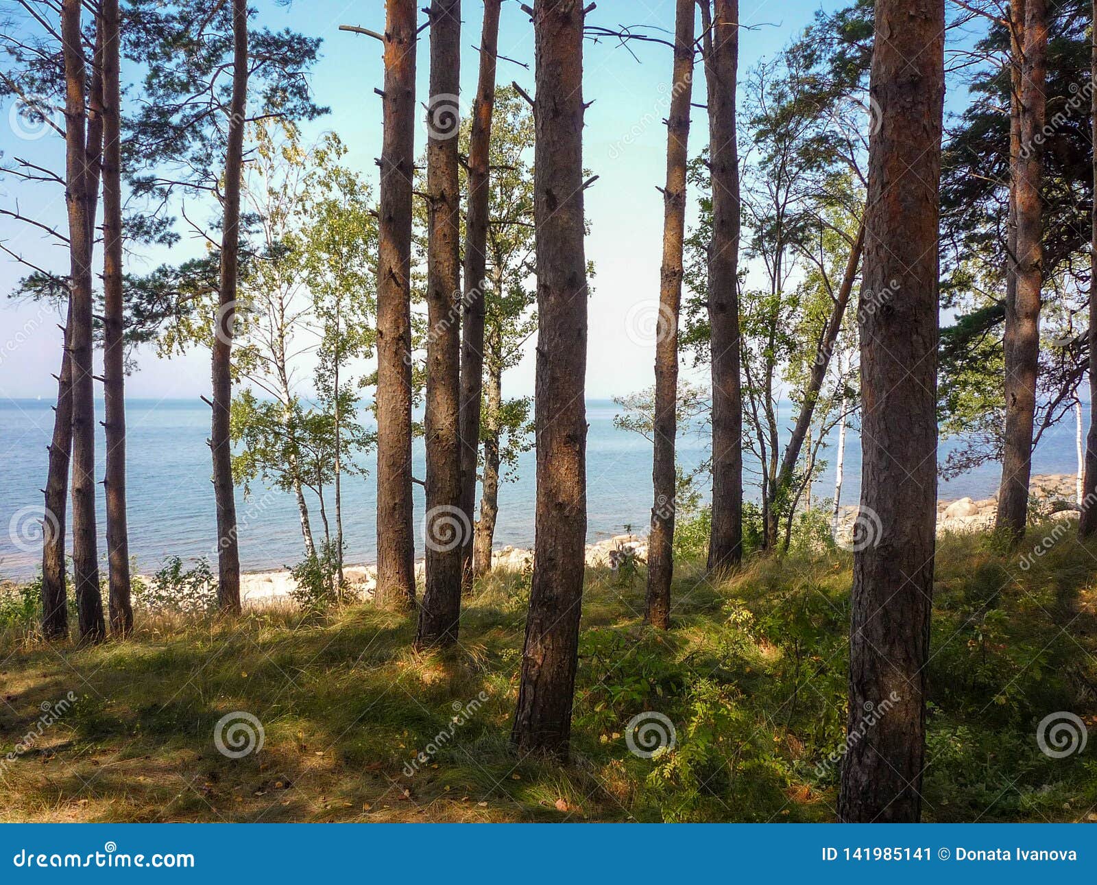 View of the Gulf of Riga through Pine Forest Stock Image - Image of ...