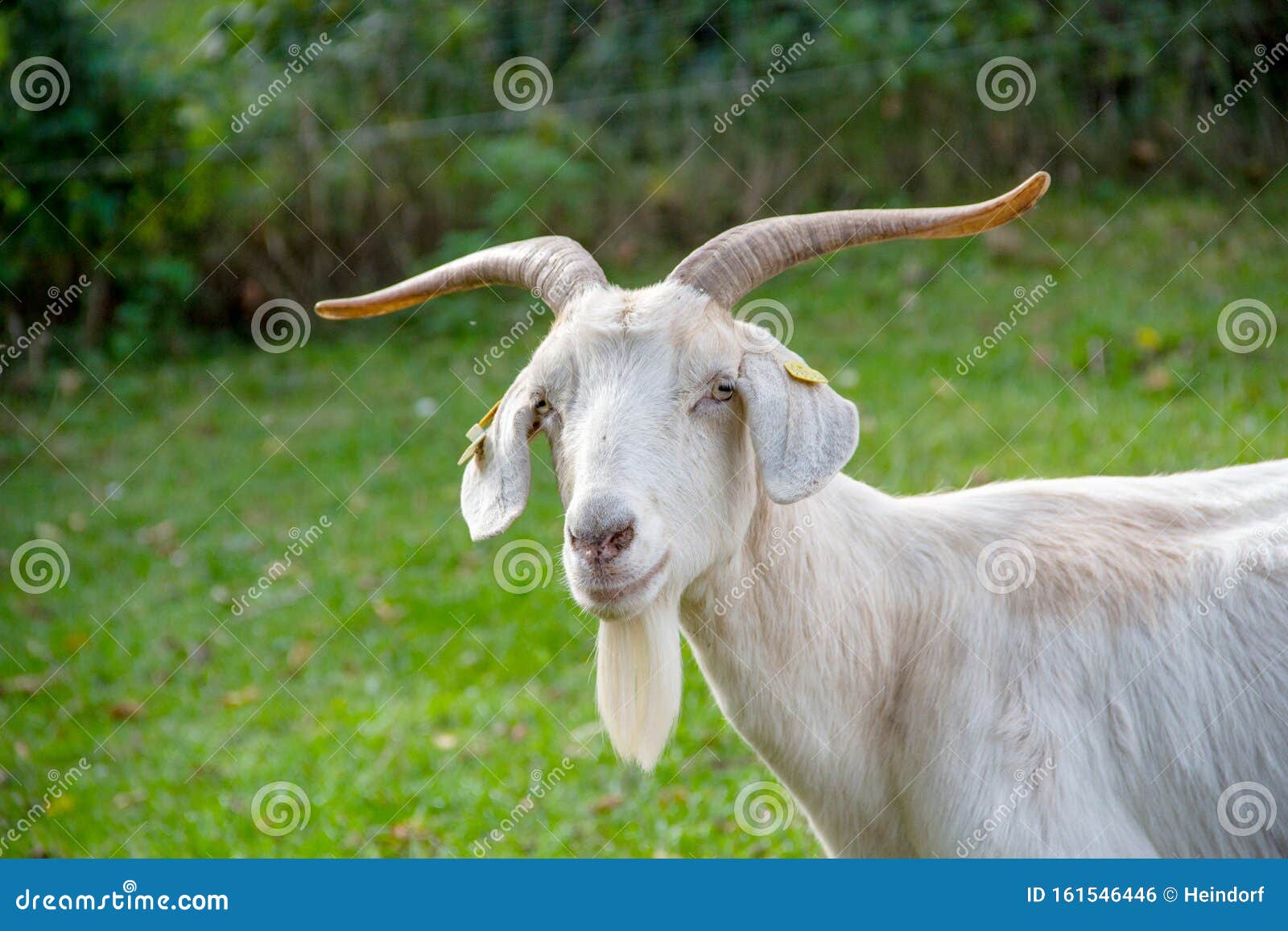 A Guzzling White German Goat, Latin Capra Hircus Stock Photo - Image of ...