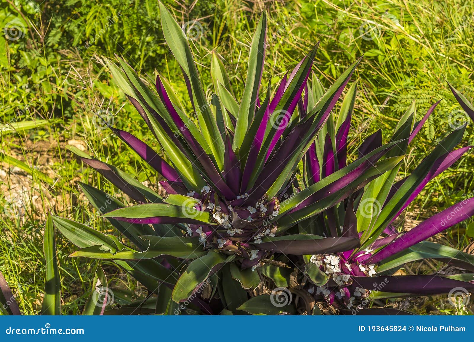 A View on Hackleton Cliffs of a Boat Lily Plant in Barbados Stock Photo ...