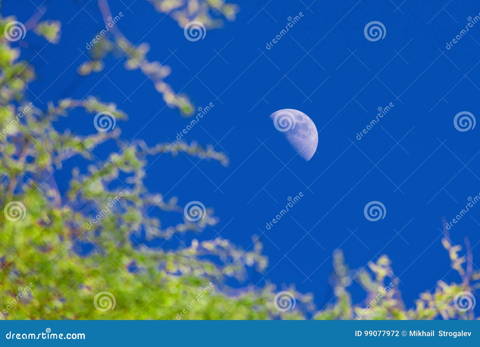 View of Half Moon Disk on the Evening Sky through the Branches O Stock ...