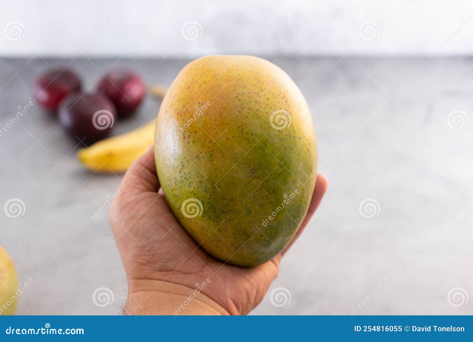 Hand holds mango stock image. Image of healthy, indica - 254816055