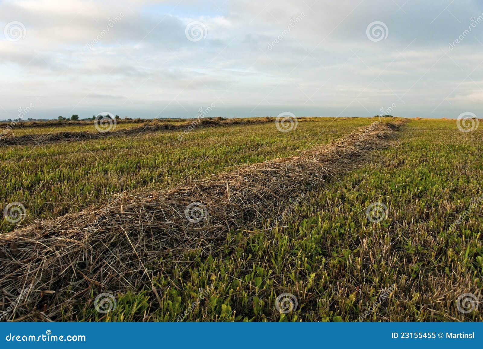 View on the harvest field. stock image. Image of evening - 23155455