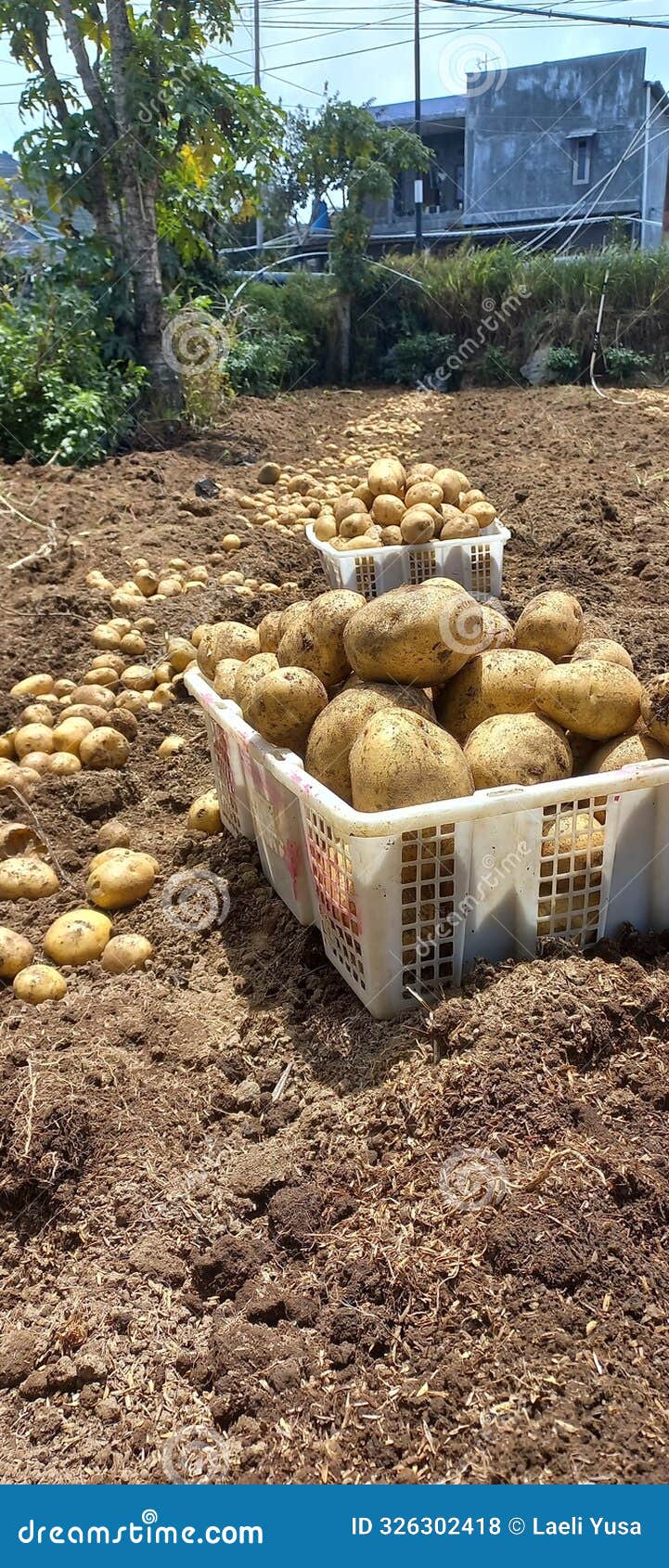 View of Harvesting Potatoes in Dry Season Stock Photo - Image of ...