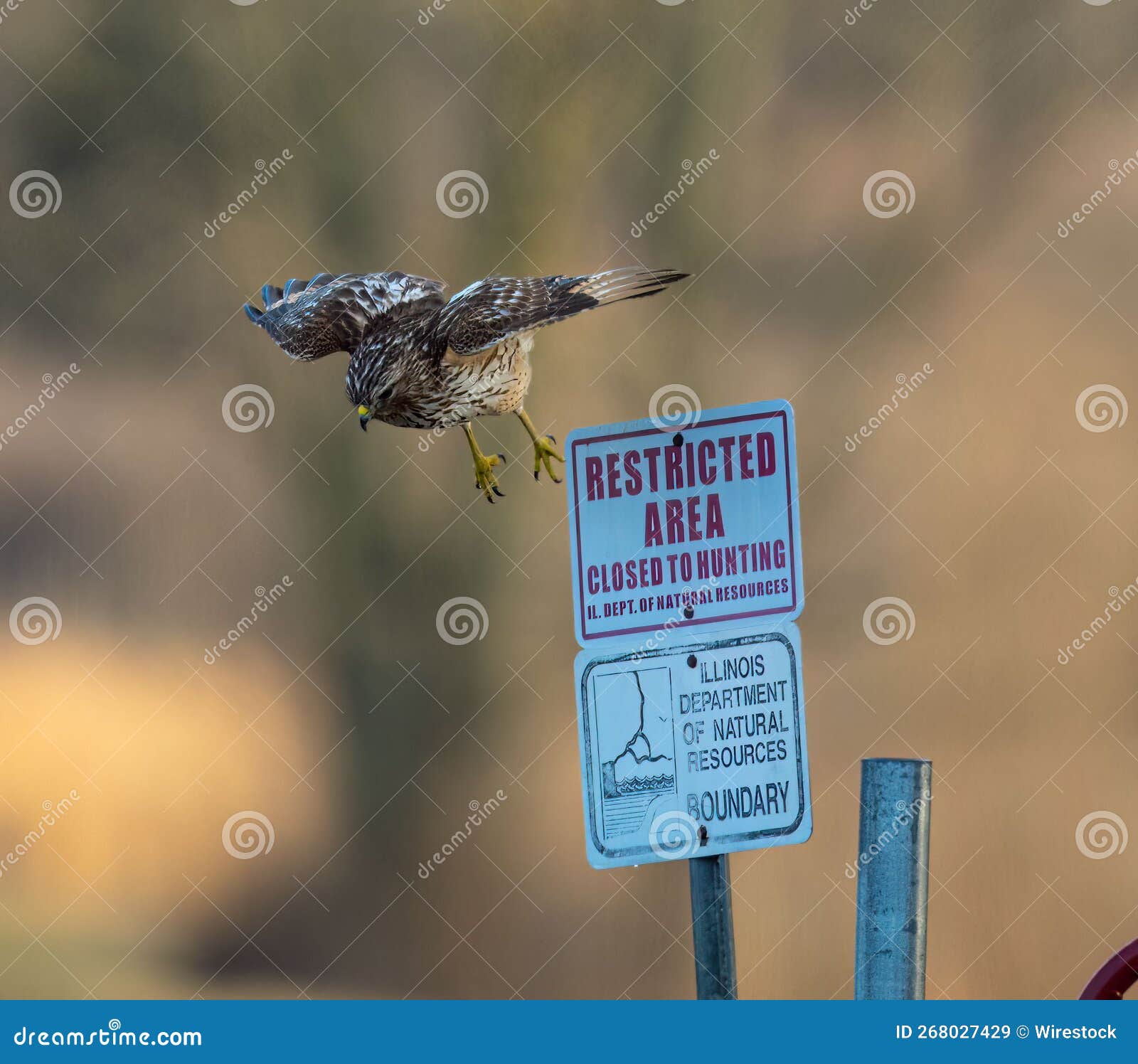 View of the Hawk Bird Flying Away from the Sign Stock Image - Image of ...