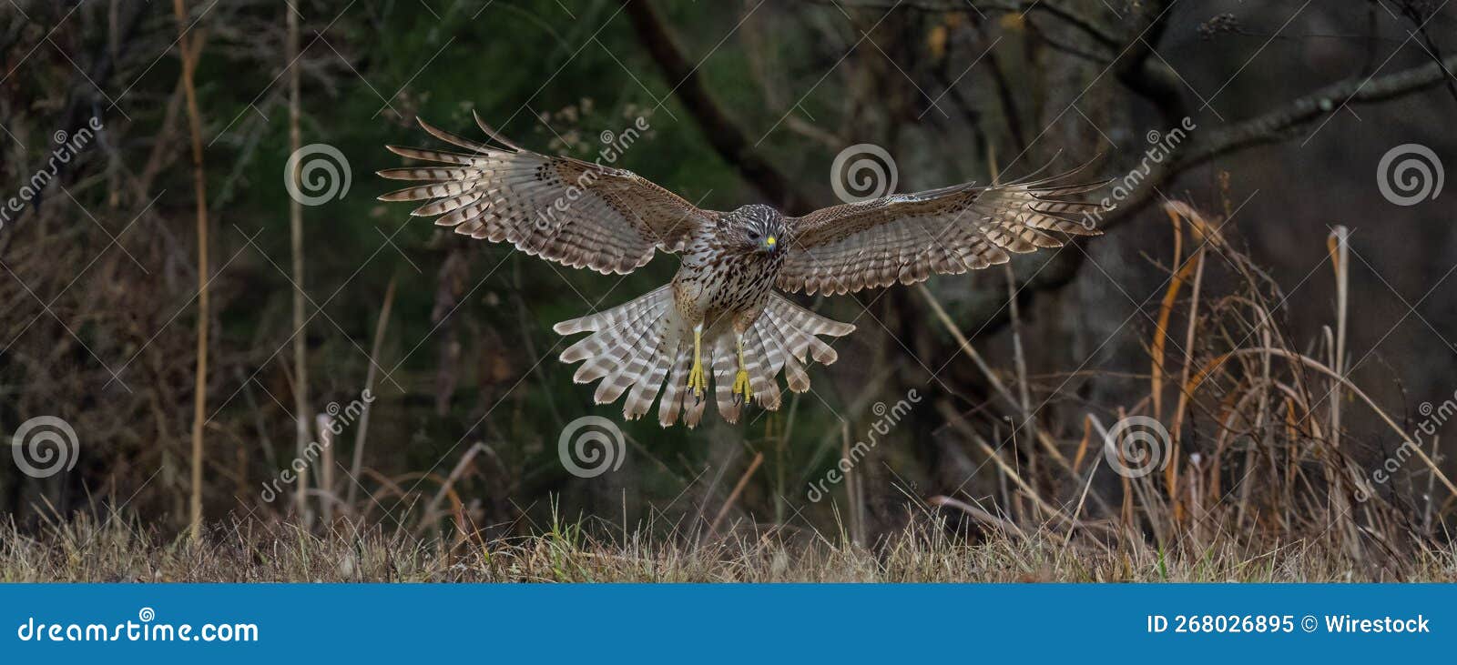 View of the Hawk Bird Landing on the Ground Stock Image - Image of hawk ...