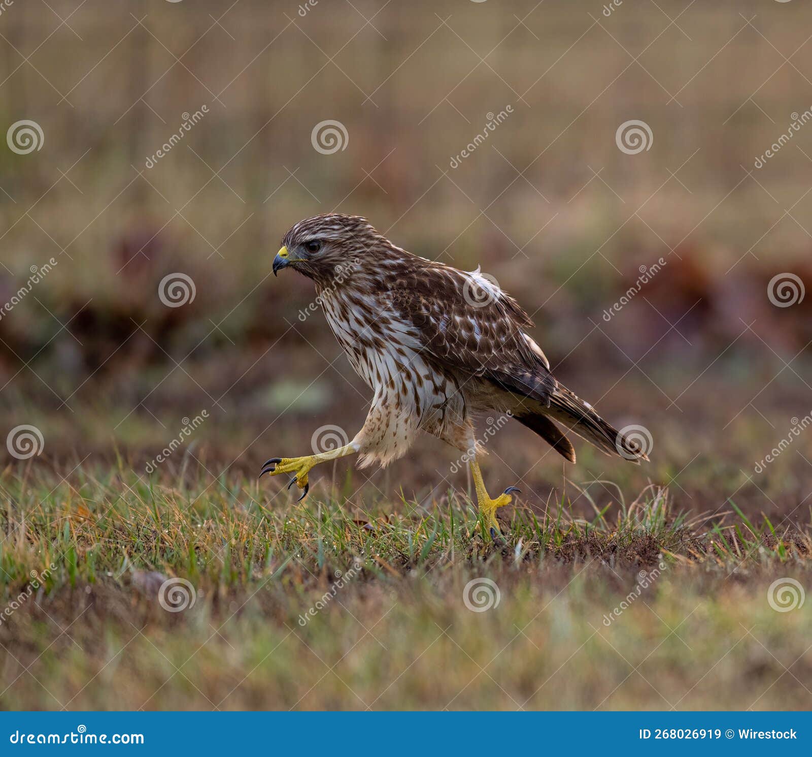 View of the Hawk Bird Landing on the Ground Stock Image - Image of ...