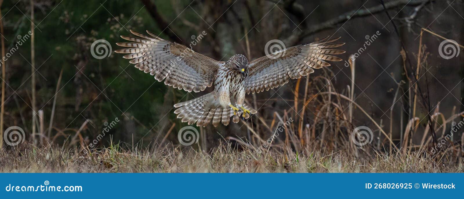 View of the Hawk Bird Landing on the Ground Stock Image - Image of prey ...