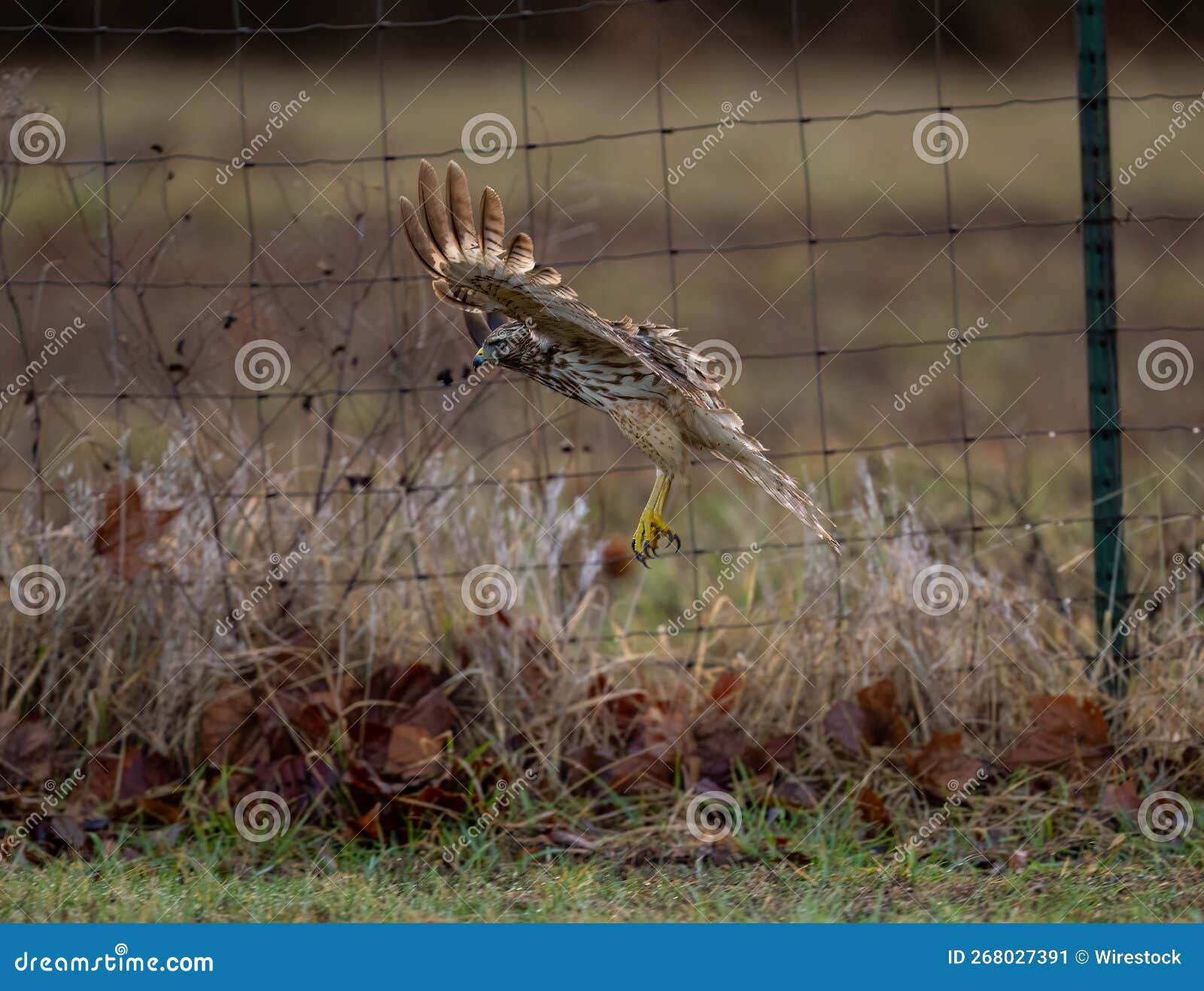 View of the Hawk Bird Landing on the Ground Stock Image - Image of ...
