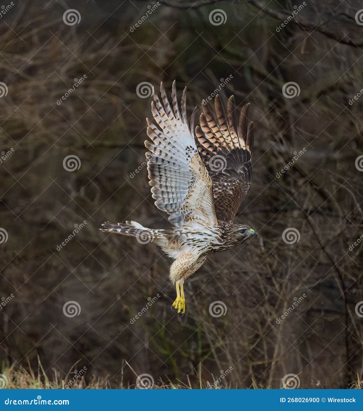 View of the Hawk Bird Landing on the Ground Stock Photo - Image of bird ...