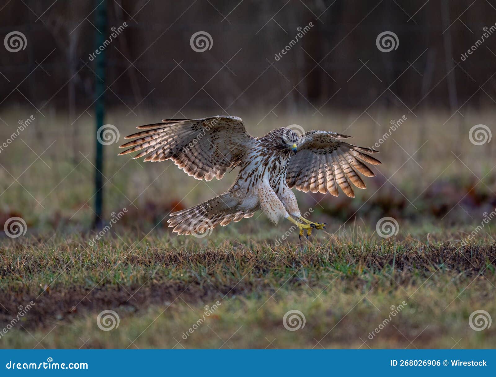 View of the Hawk Bird Landing on the Ground Stock Photo - Image of bird ...