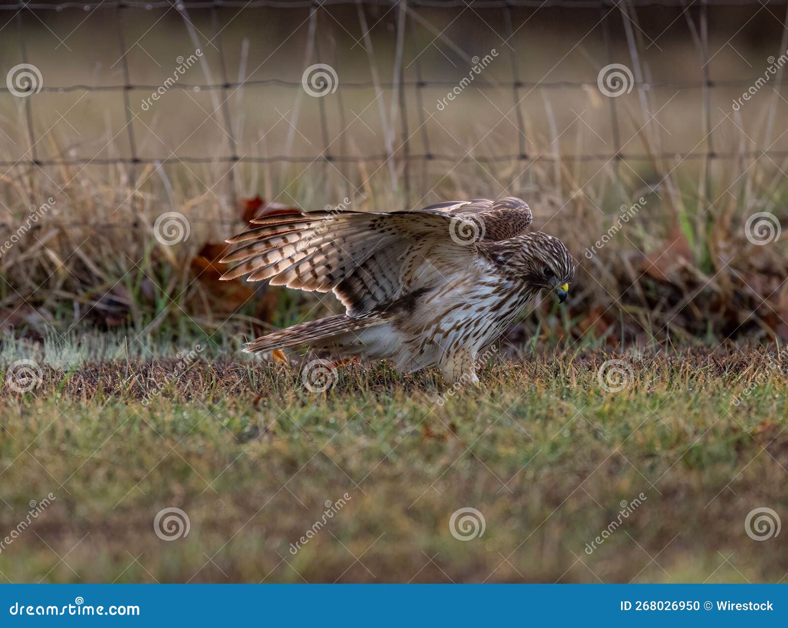 View of the Hawk Bird Landing on the Ground Stock Photo - Image of beak ...