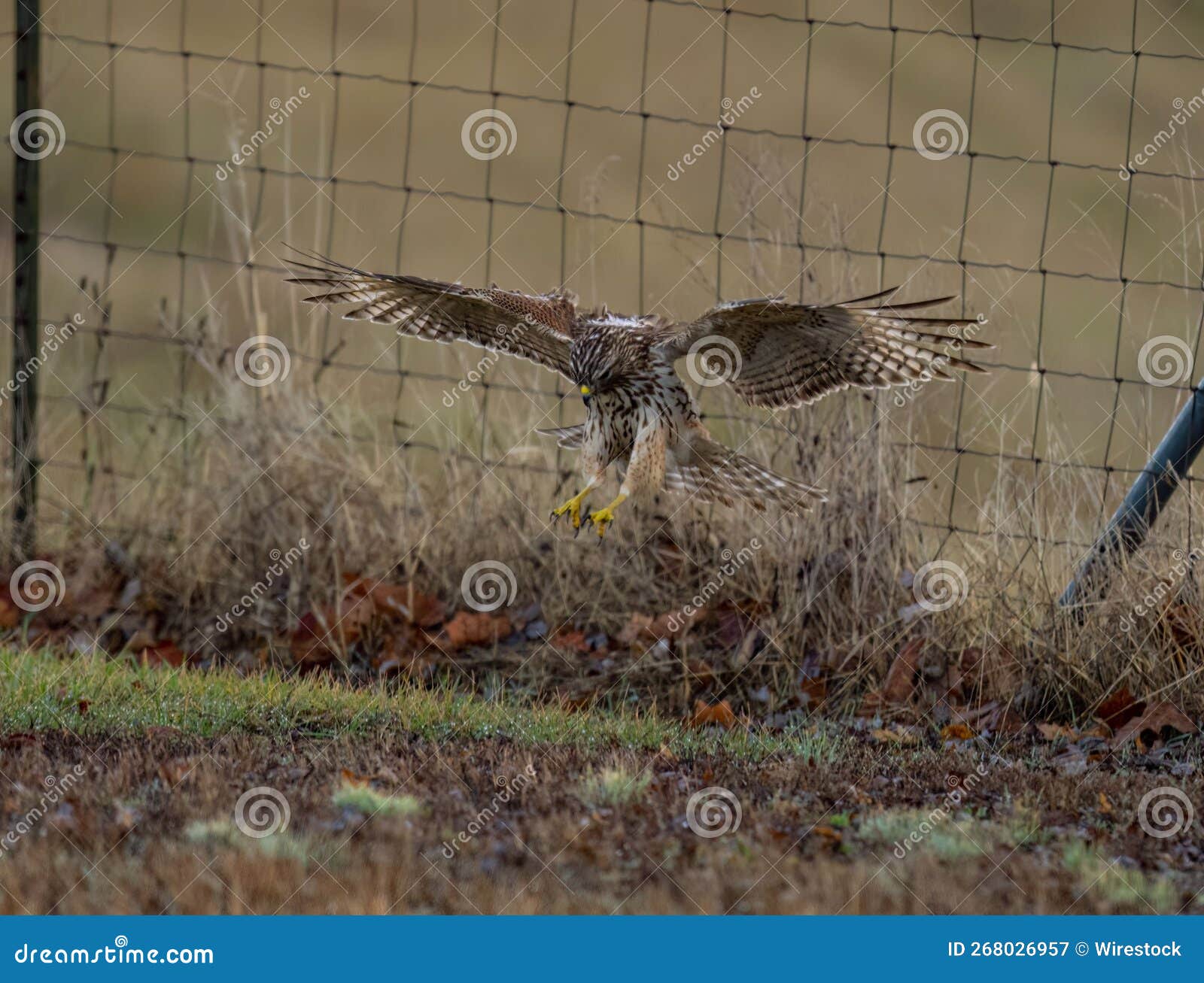 View of the Hawk Bird Landing on the Ground Stock Image - Image of ...