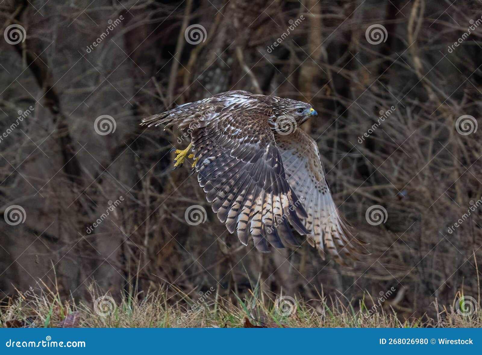 View of the Hawk Bird Landing on the Ground Stock Photo - Image of wire ...