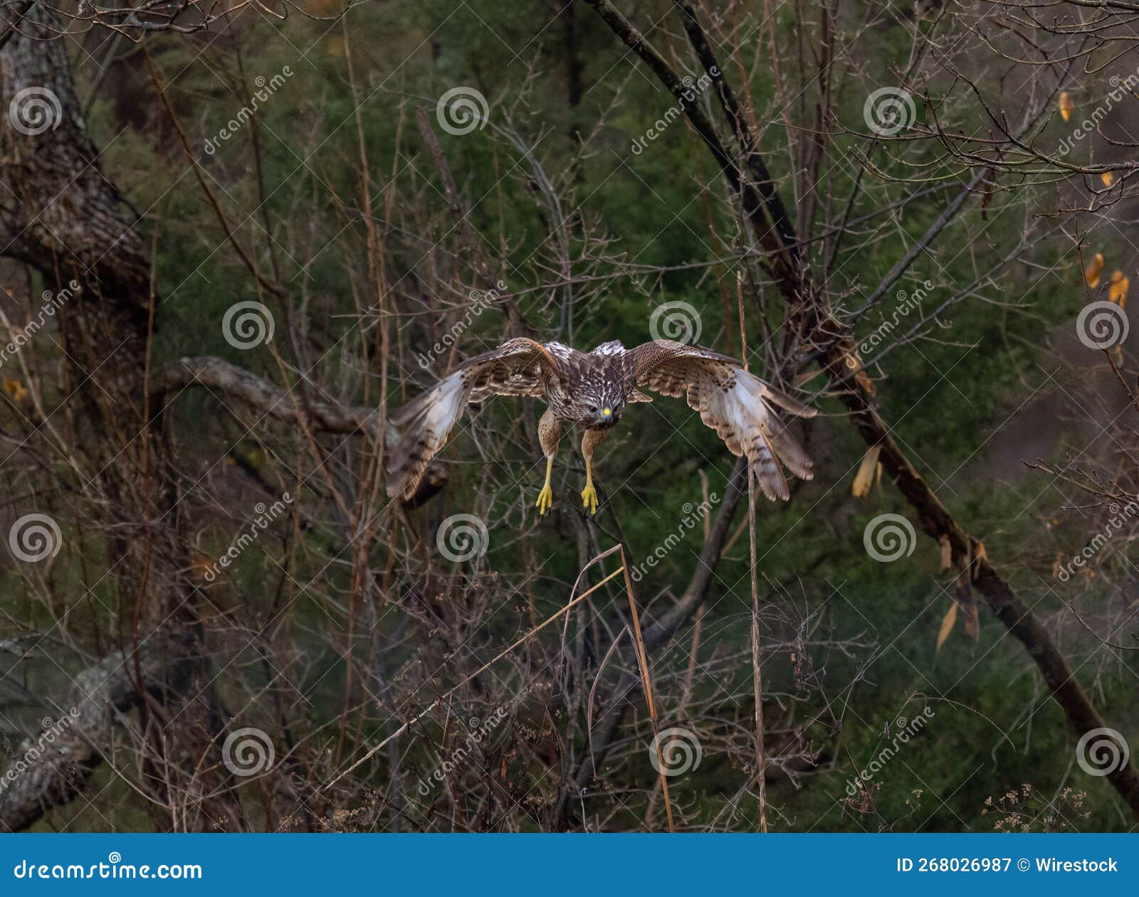 View of the Hawk Bird Landing on the Ground Stock Image - Image of ...