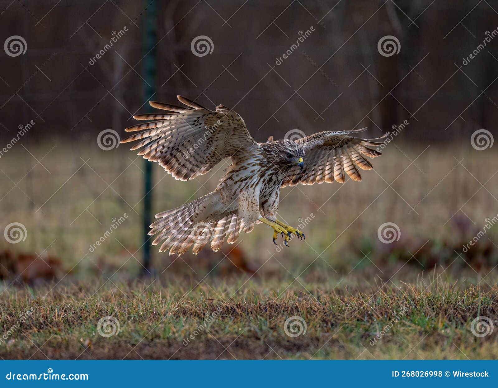 View of the Hawk Bird Landing on the Ground Stock Photo - Image of wire ...