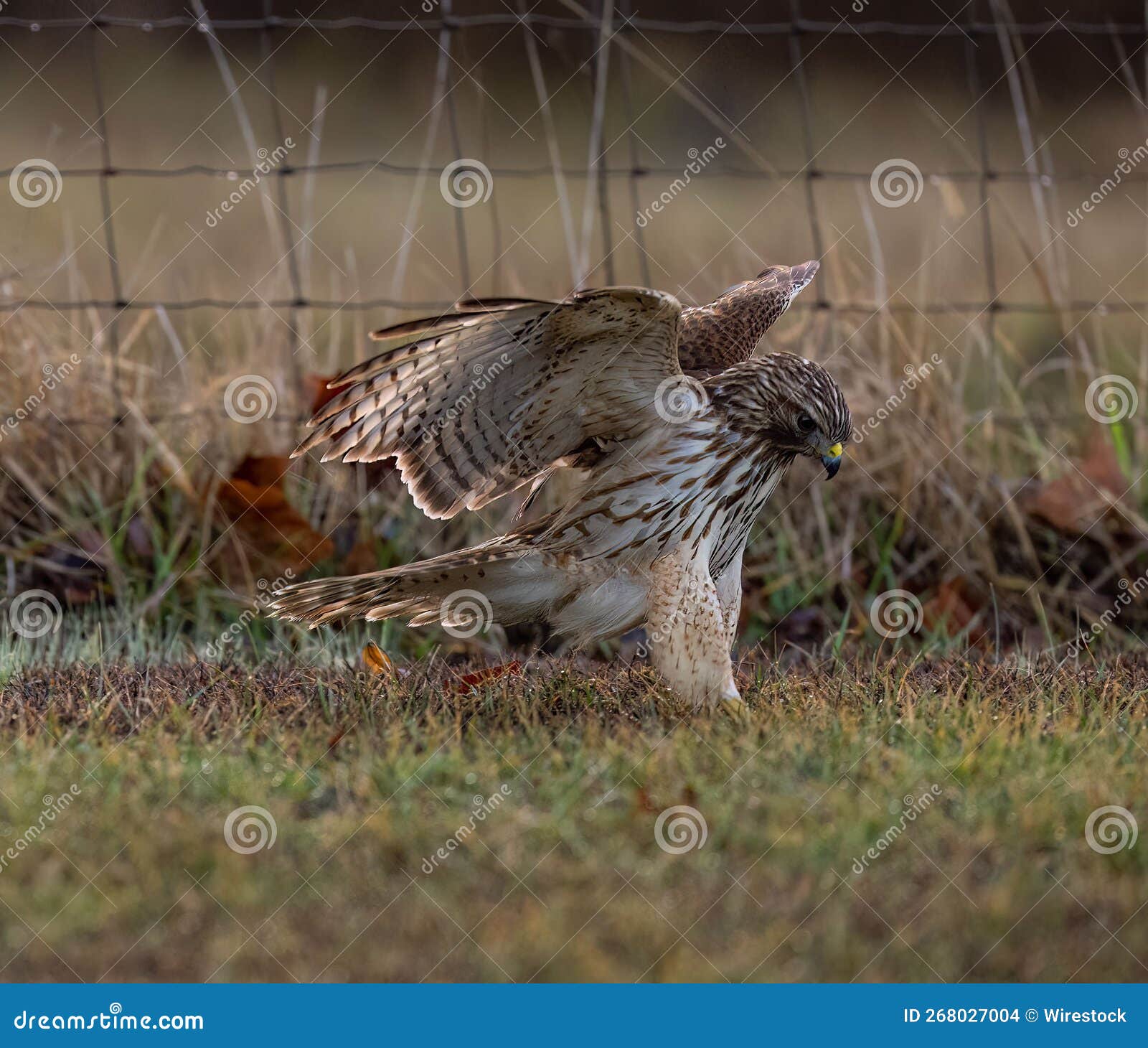 View of the Hawk Bird Landing on the Ground Stock Photo - Image of ...