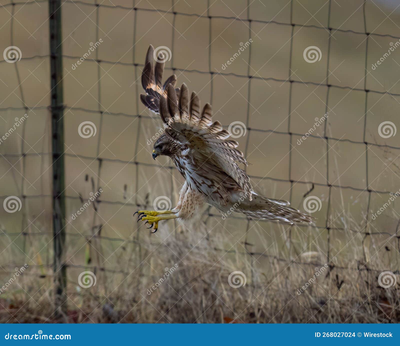 View of the Hawk Bird Landing on the Ground Stock Photo - Image of beak ...